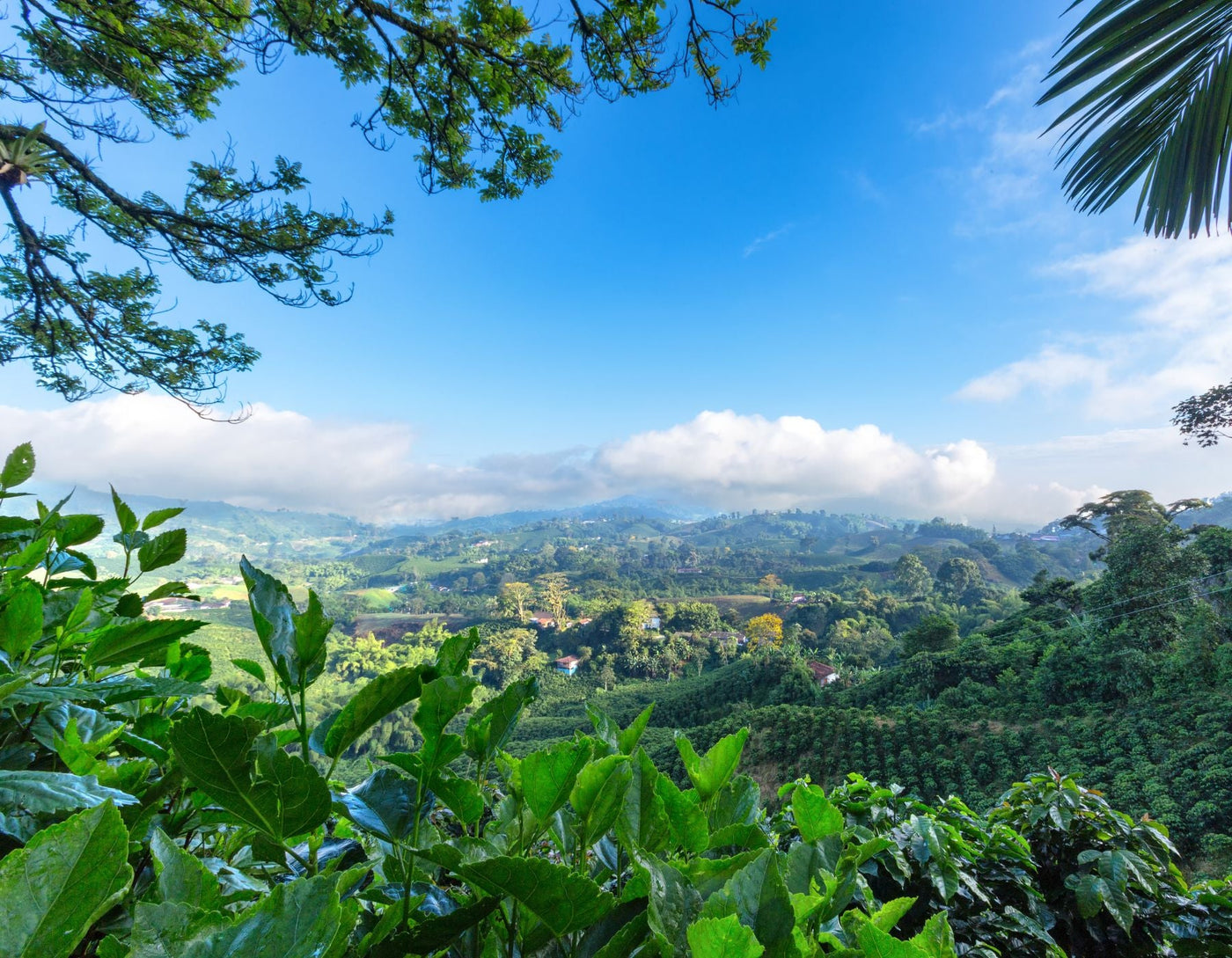 Enjoy a Colombian Coffee Farm