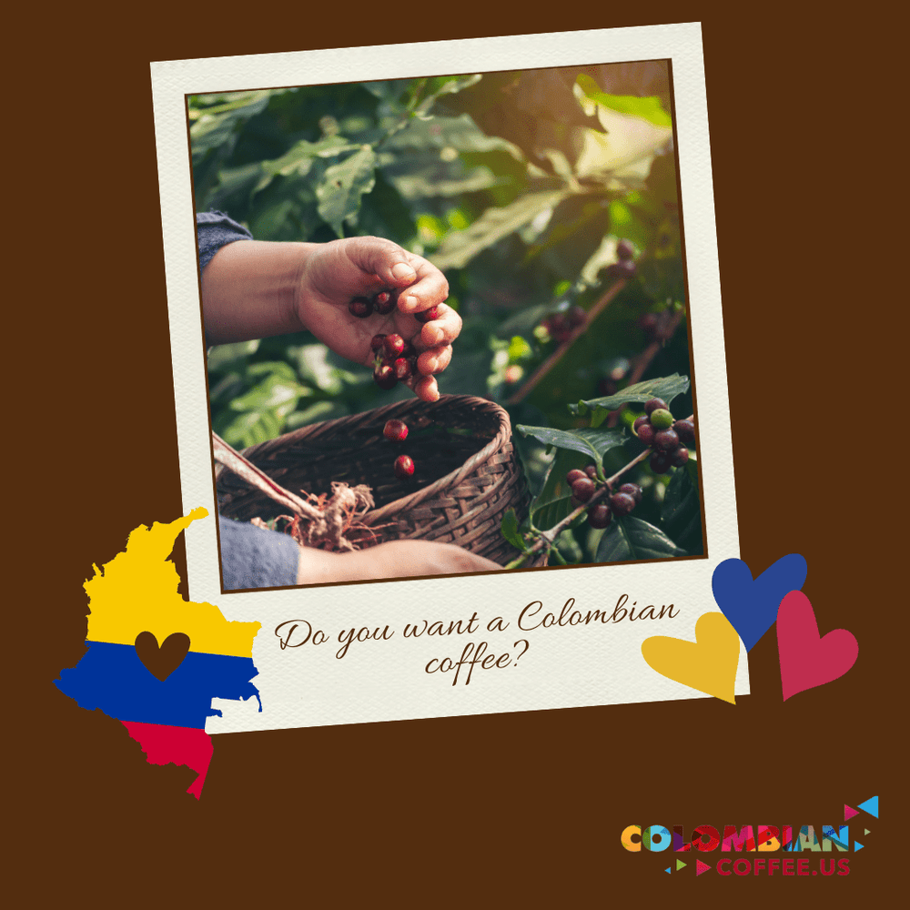 Why is Colombian coffee hard to find?